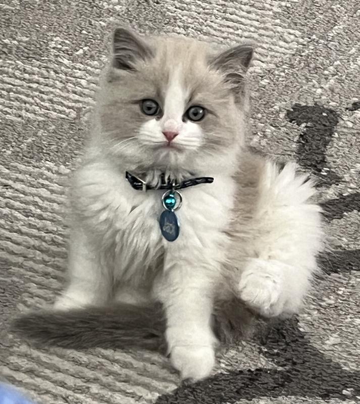 LI'L PALS Elasticized Safety Kitten Collar with Reflective Threads ...