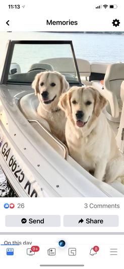 PRN PHARMACAL Optima 365 Skin & Coat Dog Supplement, 16-oz bottle ...