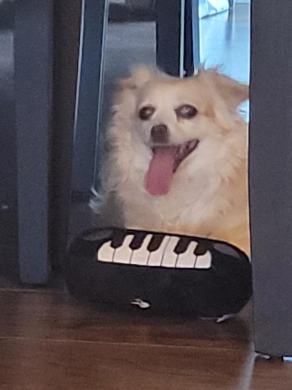 BARK Wonder Keyboard Squeaky Plush Dog Chew Toy, Small/Medium - Chewy.com