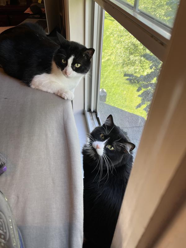 FANCY FEAST Gourmet Naturals Natural White Meat Chicken & Beef Recipe ...