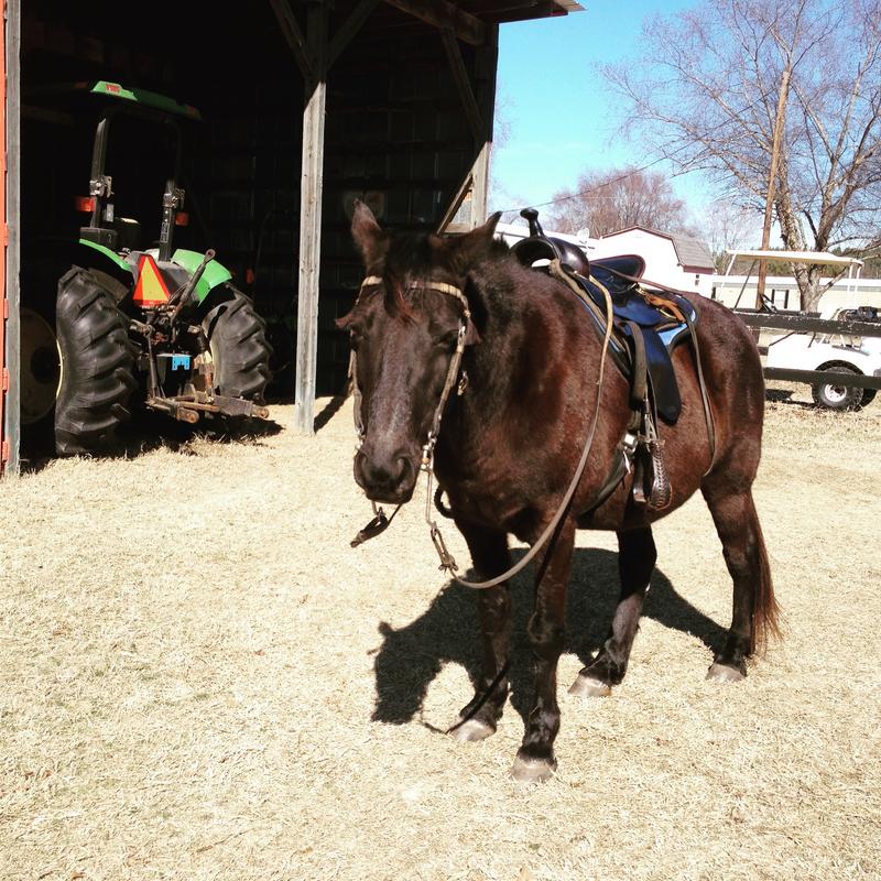 PRASCEND (Pergolide) Tablets for Horses, 1-mg - Easy Refills | Chewy Rx