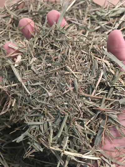 SMALL PET SELECT Orchard Grass Hay Small Animal Food, 20-lb box - Chewy.com