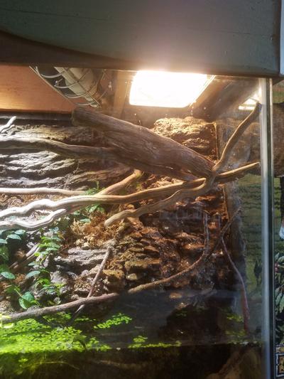 ZILLA Light & Heat Mini Halogen Bulb for Reptile Terrariums, Day White ...