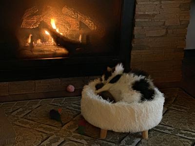 FRISCO Eyelash Fur Round Elevated Cat Bed, Ivory | Chewy Canada