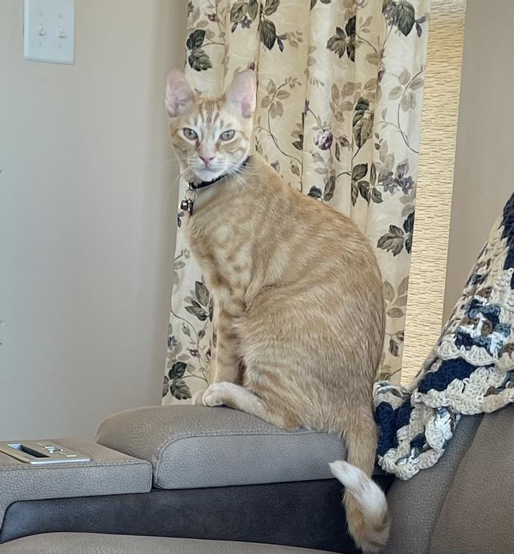 NUTRAMAX Imuquin with Beta Glucans, Marine Lipids, Vitamins & Minerals ...