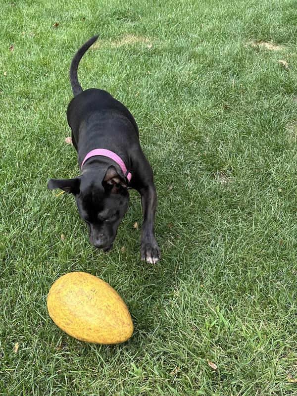 JOLLY PETS Jolly Egg Dog Toy, Yellow, 12-in - Chewy.com