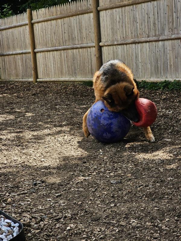JOLLY PETS 14" Push-n-Play Dog Toy, Purple - Chewy.com