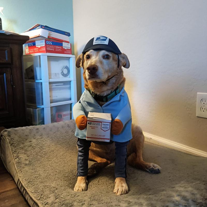 CALIFORNIA COSTUMES USPS Delivery Driver Dog & Cat Costume, Medium ...