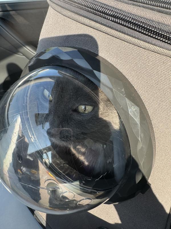 BEXACAT Flavored Tablets for Cats, 15mg - Easy Refills | Chewy Rx