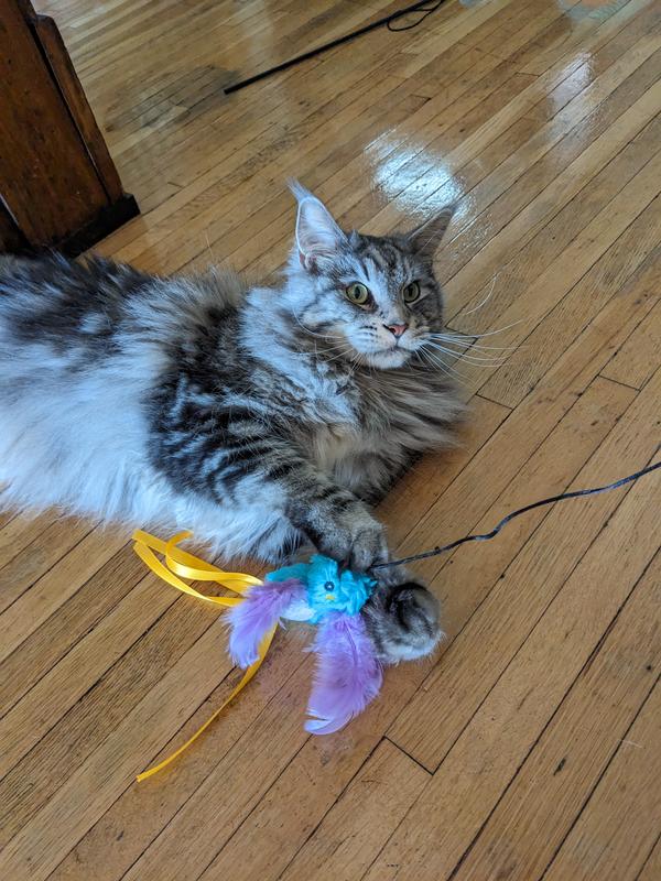 FRISCO Bird with Feathers Teaser Wand Cat Toy with Catnip, Blue - Chewy.com