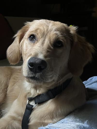 PATPET P920 Outdoor Dedicated 1300M Remote Dog Training Collar - Chewy.com