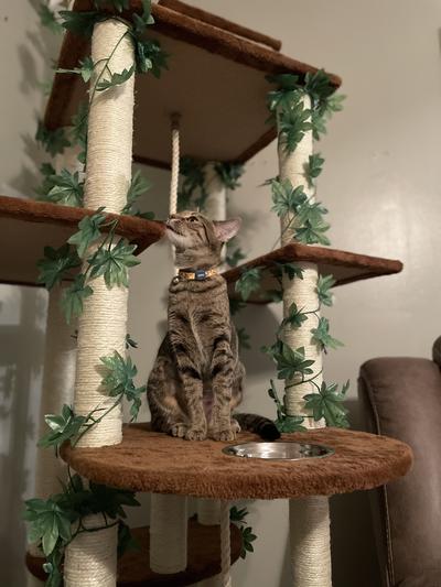 GO PET CLUB 85-in Forest with Leaves Cat Tree, Beige/ Brown - Chewy.com