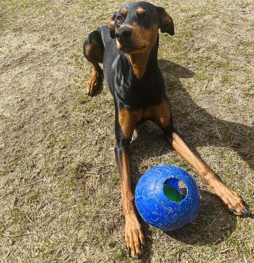 JOLLY PETS Teaser Ball Dog Toy, Blue, 8-in - Chewy.com