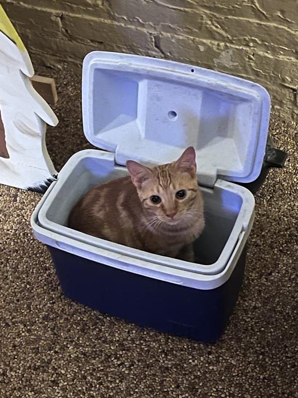 NUTRAMAX Imuquin with Beta Glucans, Marine Lipids, Vitamins & Minerals ...