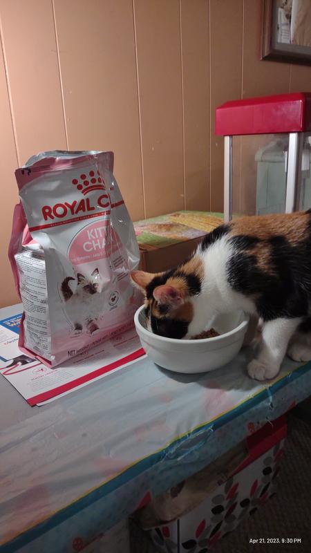 ROYAL CANIN Feline Health Nutrition Kitten Dry Cat Food, 7-lb bag ...