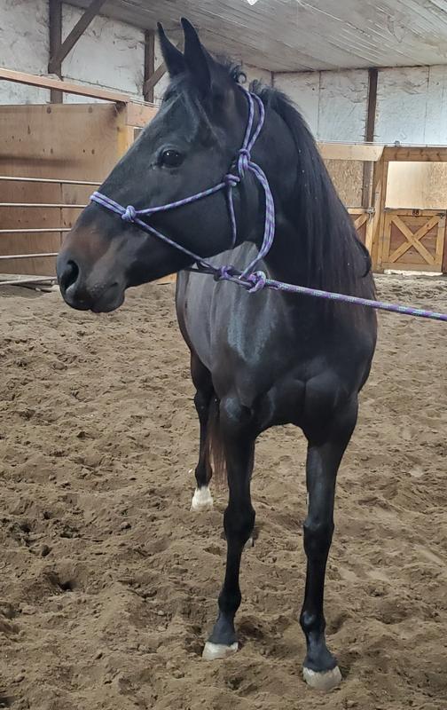 FARNAM Slick 'N Easy Horse Grooming Block - Chewy.com