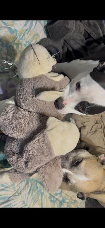 FRISCO Monkey Plush Squeaky Dog Toy, X-Large - Chewy.com