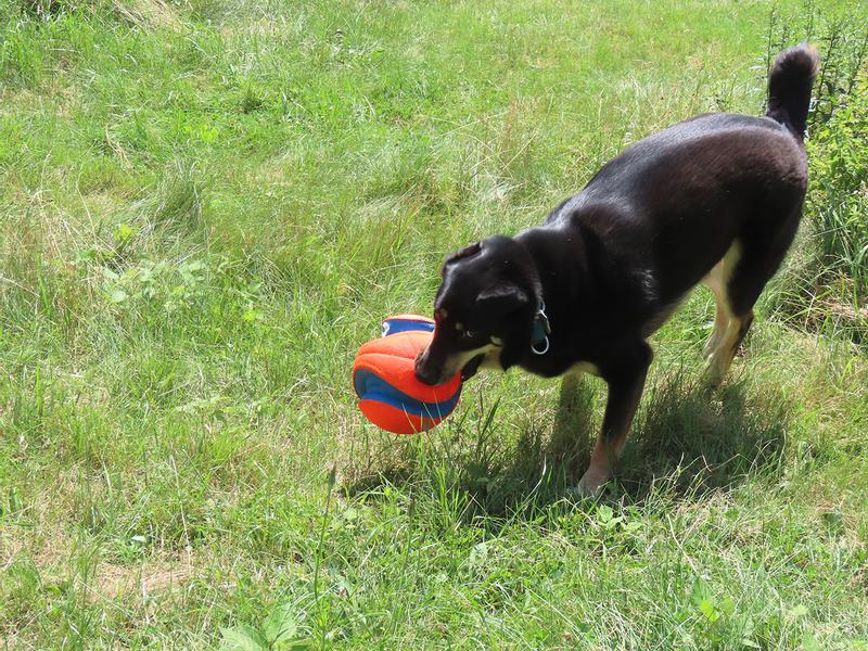 CHUCKIT! Kick Fetch Ball Dog Toy, Large - Chewy.com
