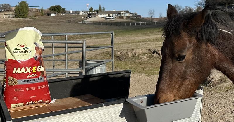 MANNA PRO Max-E-Glo Stabilized Rice Bran Pellets Horse Supplement, 40 ...