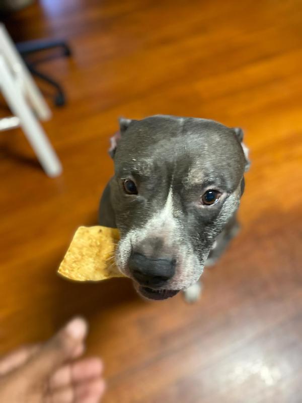 BONES & CHEWS Bully Strips Peanut Butter Flavor Beef Dog Treats, 9-oz ...