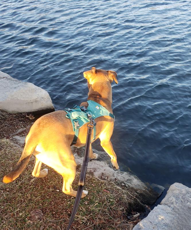 RUFFWEAR Flagline Front-Clip Dog Harness, Alpenglow Pink, X-Small: 17 ...