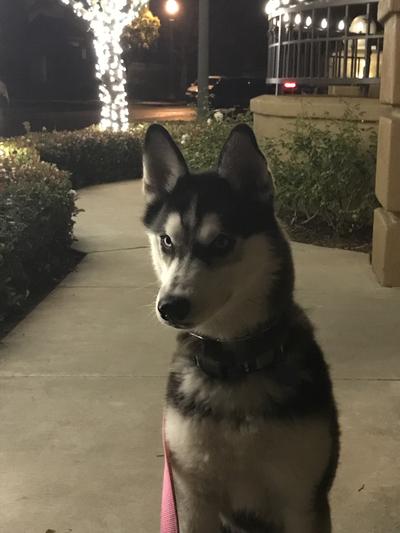 VITAKRAFT Crunchy Alfalfa Nibble Rings Rabbit, Guinea Pig, Hamster ...