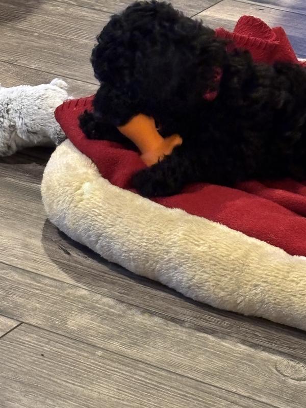 ETHICAL PET Pacifier Squeaky Puppy Chew Toy, Color Varies, 4-in - Chewy.com