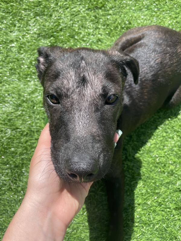 DAVIS Benzoyl Peroxide Dog & Cat Creme Rinse, 12-fl oz bottle - Chewy.com