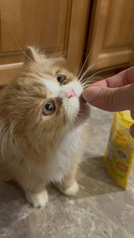 TINY TIGER Chicken Chompers Flavor Filled Crunchy Cat Treats, 16-oz bag ...