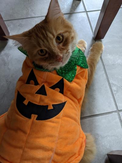 FRISCO Pumpkin Dog & Cat Costume, Medium - Chewy.com