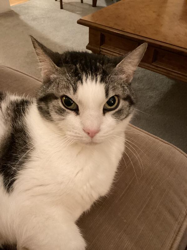 BEXACAT Flavored Tablets for Cats, 15mg, 30 count - Chewy.com