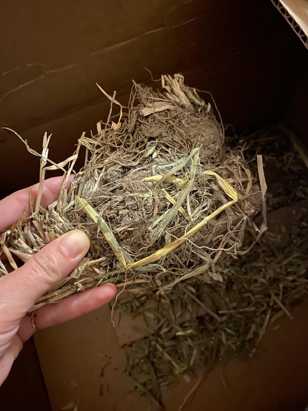 VIKING FARMER Oat Hay for Rabbits & Small Pets, 5-lb - Chewy.com