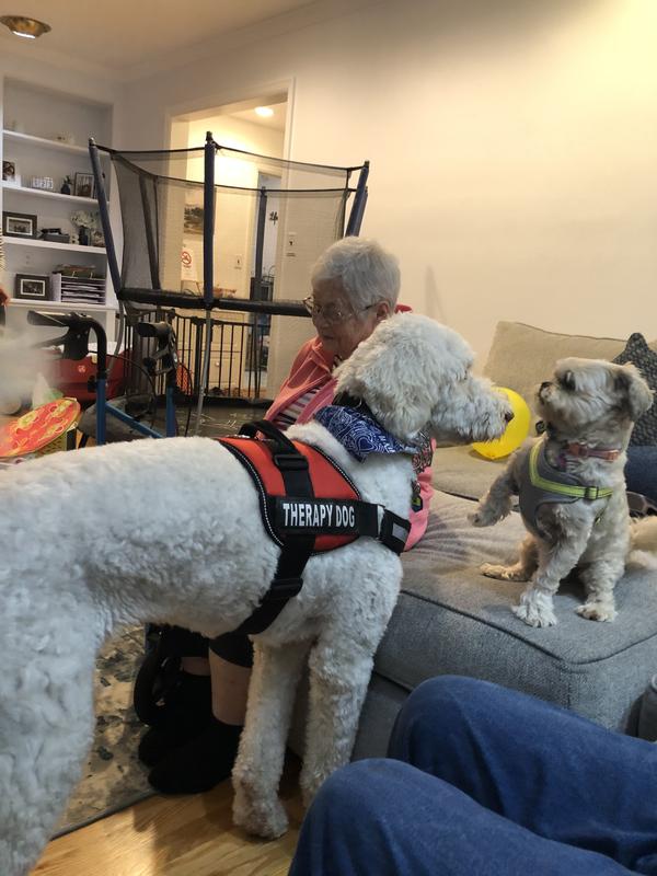 INDUSTRIAL PUPPY Therapy Dog Vest Harness with Therapy Dog Patches, Red ...