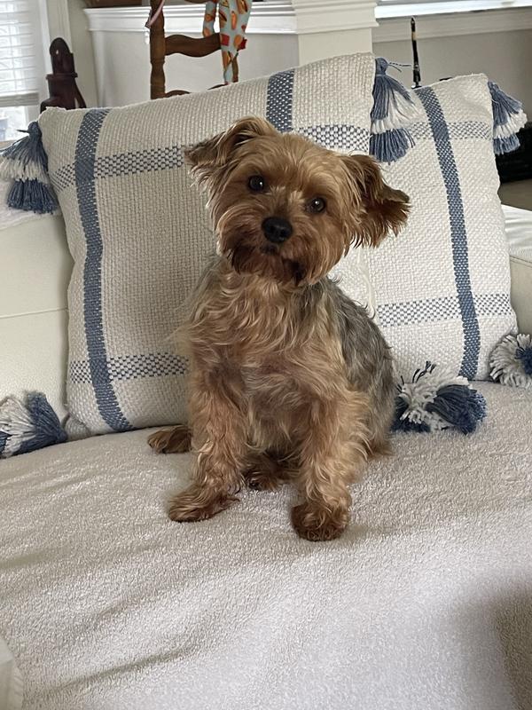 PRIMAL Rabbit Formula Nuggets Grain-Free Raw Freeze-Dried Dog Food, 14 ...