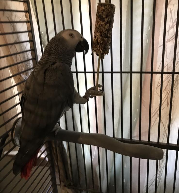 K&H PET PRODUCTS Thermo-Perch Heated Bird Perch Gray, Large - Chewy.com