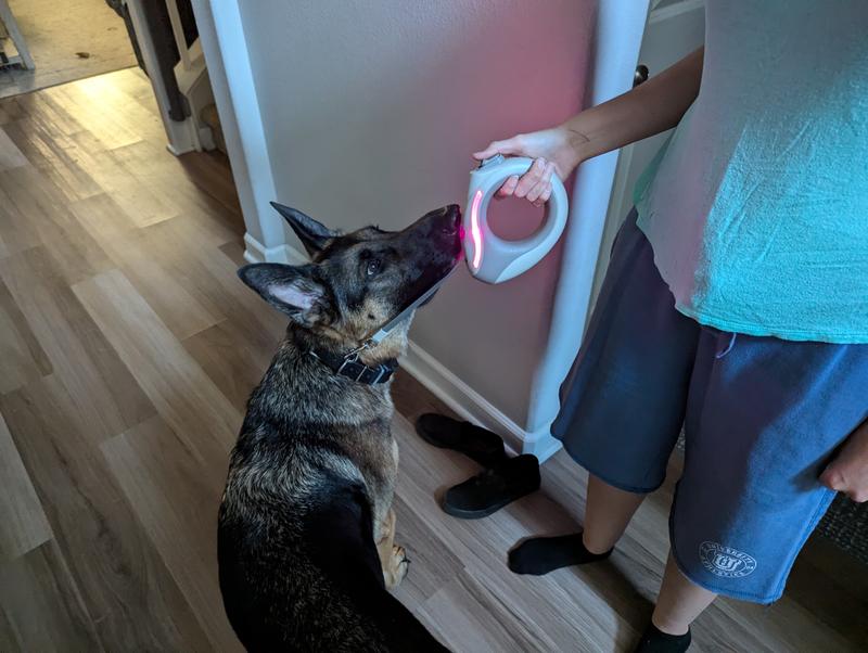 GROOVYPETS LED Flashlight Wearable Hand-Free Retractable Dog Leash, 10 ...