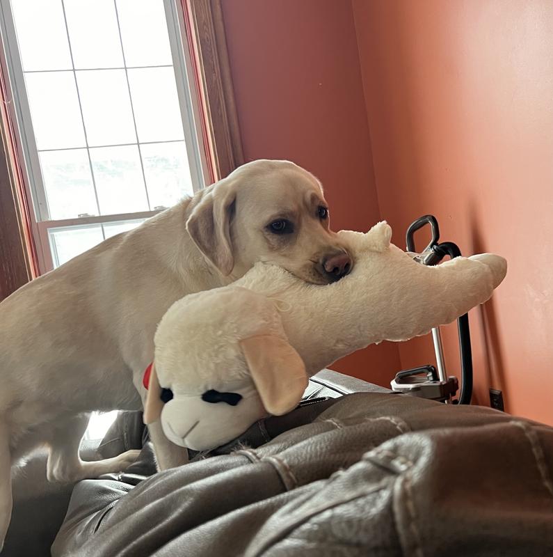 MULTIPET Lamb Chop Squeaky Plush Dog Toy, Regular - Chewy.com