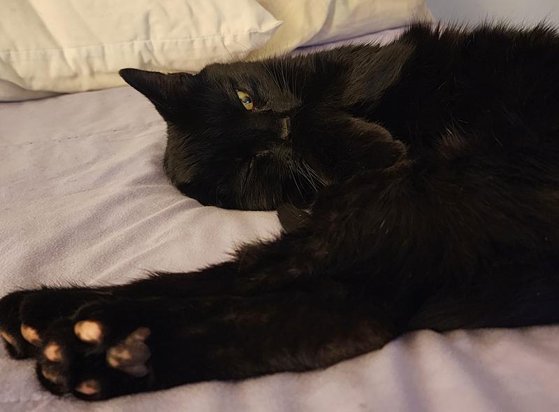 FLUOXETINE HCL COMPOUNDED Transdermal for Cats, 2-mg/0.1 mL, 9 mL, 2 ...