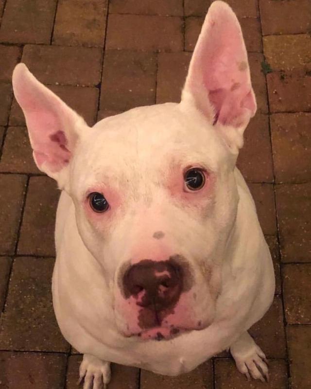 GALLIPRANT (grapiprant) Tablets for Dogs, 60-mg, 1 tablet - Chewy.com