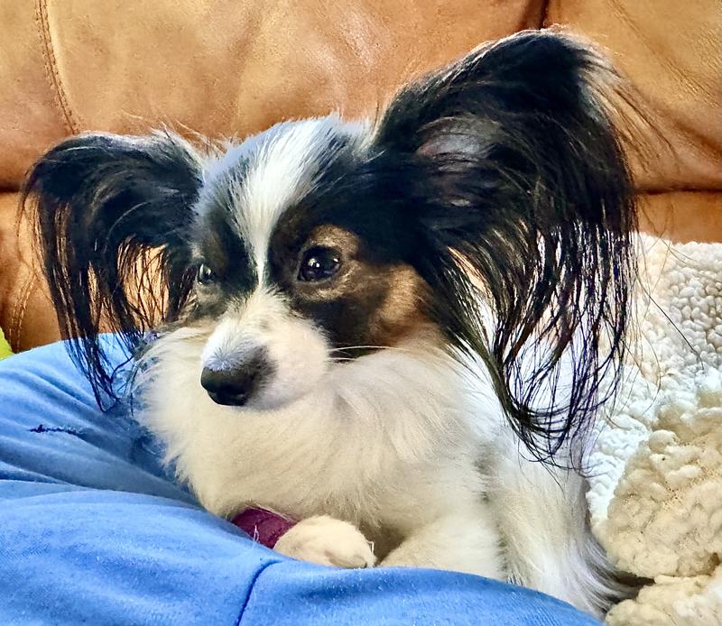 MELOXICAM (Generic) Oral Suspension for Dogs, 1.5 mg/mL, 200-mL - Chewy.com