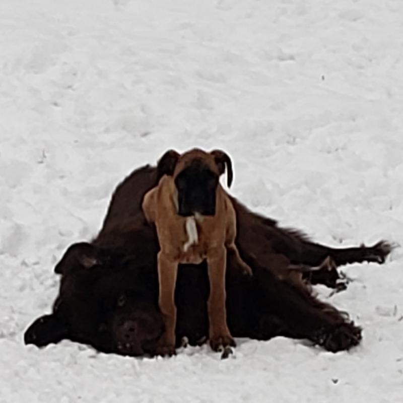 VICTOR Purpose Performance Formula Dry Dog Food, 40-lb bag - Chewy.com