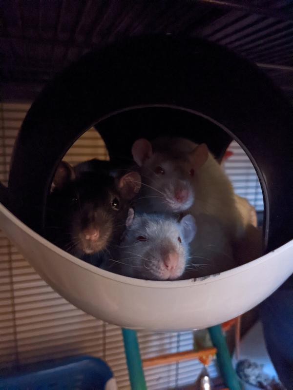 LIXIT Critter Space Pod Small Animal Hideout, Small - Chewy.com