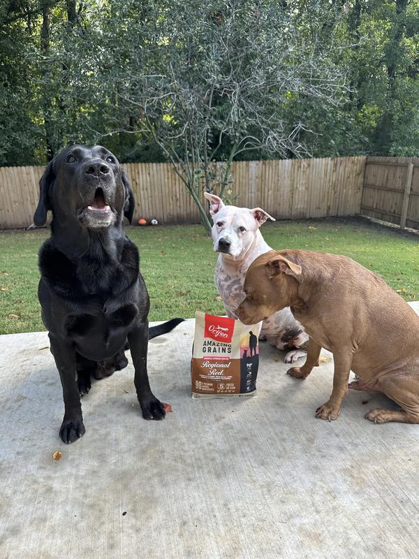 ORIJEN Amazing Grains Regional Red Dry Dog Food, 4-lb bag - Chewy.com