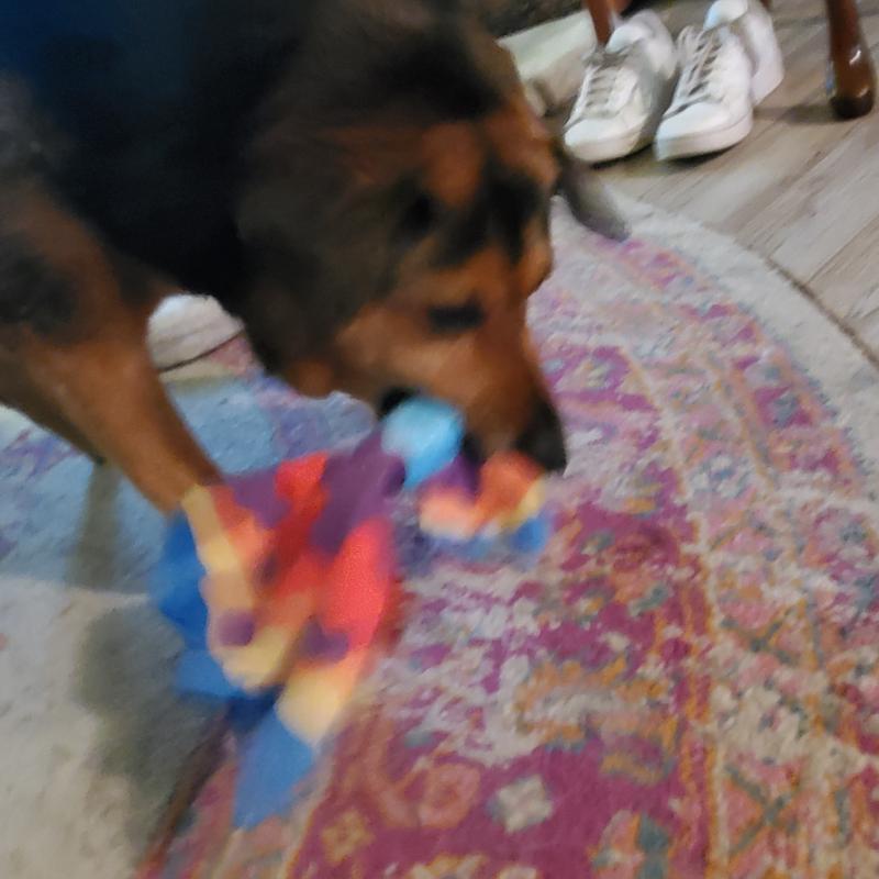 BARK Beta Boop Whip & Flip Squeaky Plush Dog Toy - Chewy.com