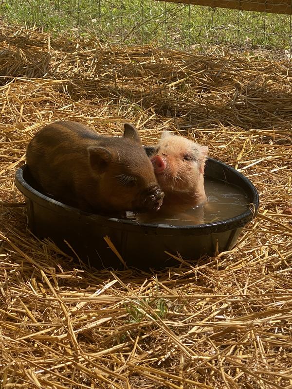 New Version Available - KRUSE'S PERFECTION BRAND Pellet Mini Pig Food ...