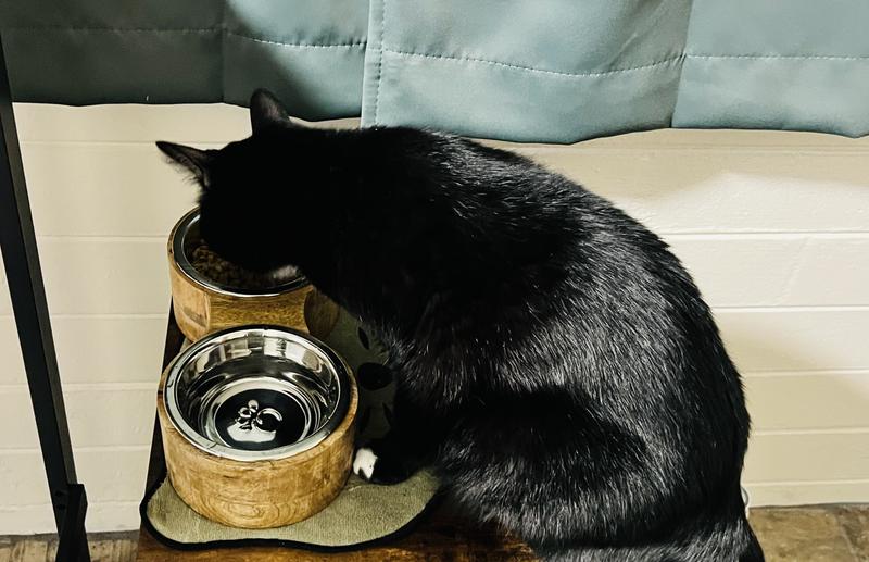 GF PET Figure-8 Cat & Dog Feeder, Small - Chewy.com