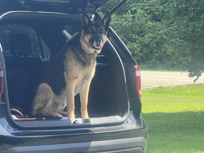 PANCREPLUS Tablets for Dogs & Cats, 425-mg - Easy Refills | Chewy Rx