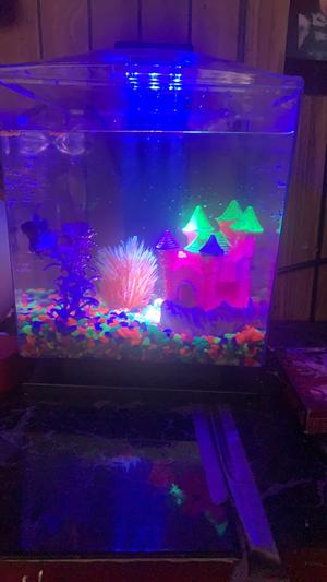 GLOFISH Aquarium Starter Kit, 3-gal - Chewy.com