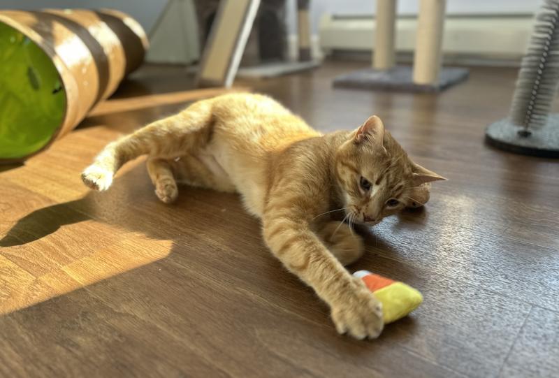 Out of Stock - FRISCO Halloween Spring, Moppy Ball & Plush Variety Pack ...