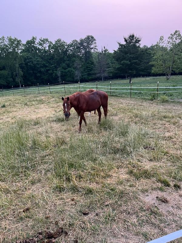 ANIMED Pure MSM Joint Support Powder Horse Supplement, 2.25-lb tub ...